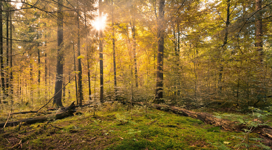Green Salon - Tranquility Spa